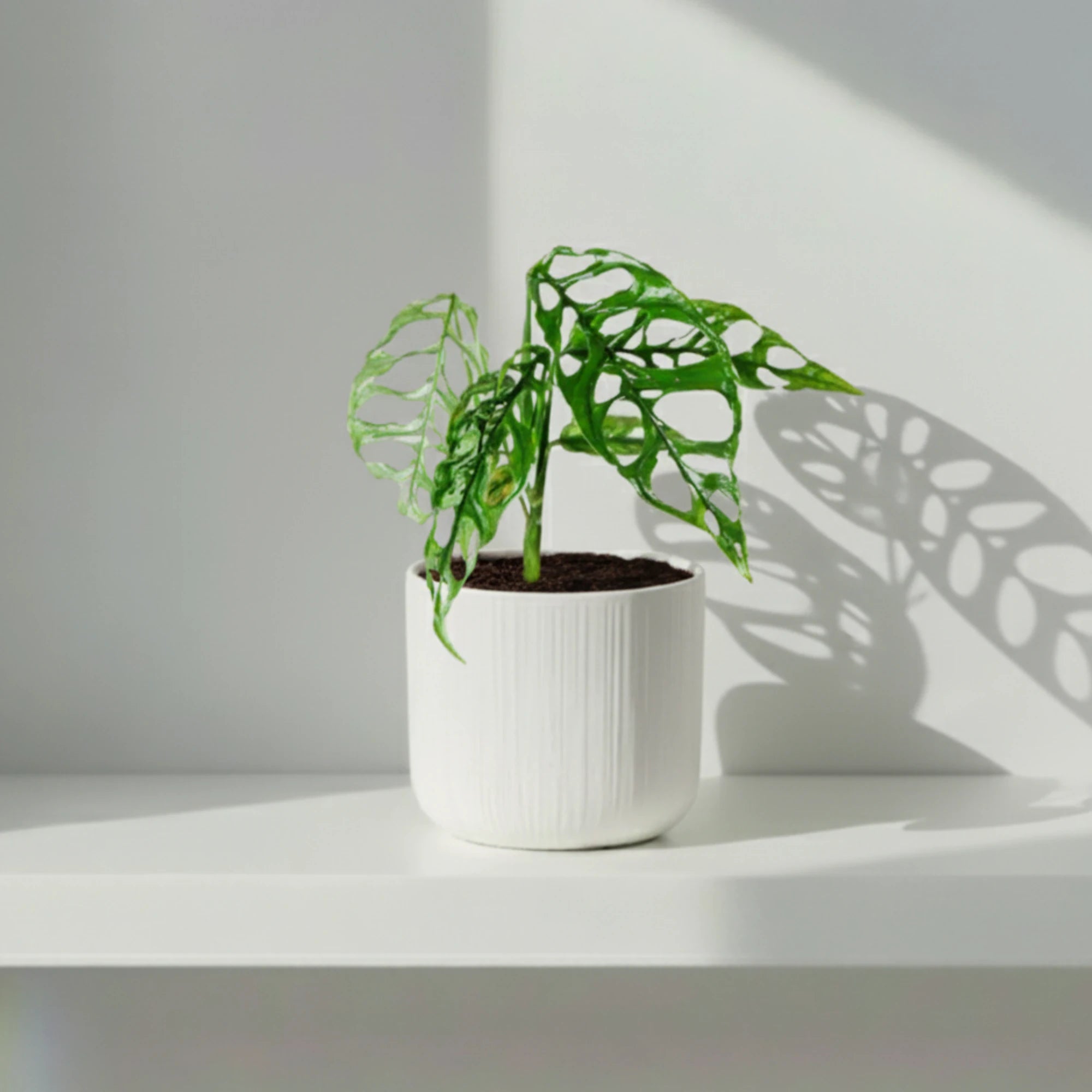 Monstera Obliqua | La Plantisserie